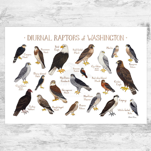 Washington Diurnal Raptors Field Guide Art Print – Kate Dolamore Art